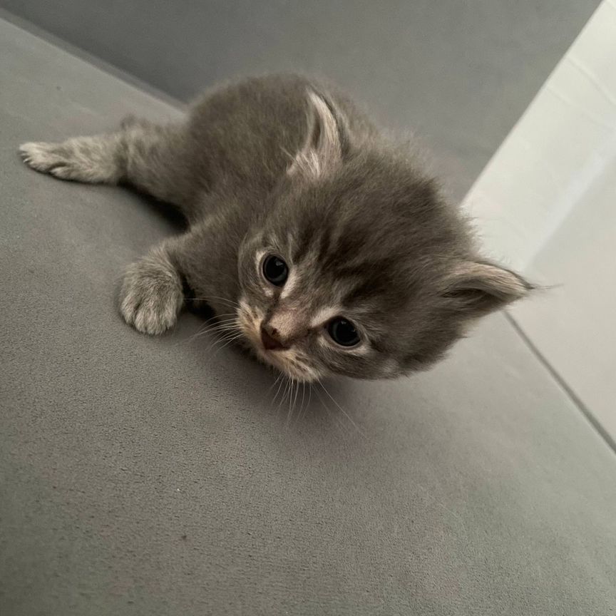 Русский голубой котёнок