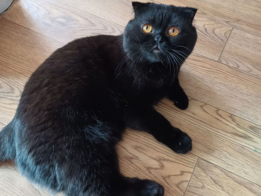 Британский кот