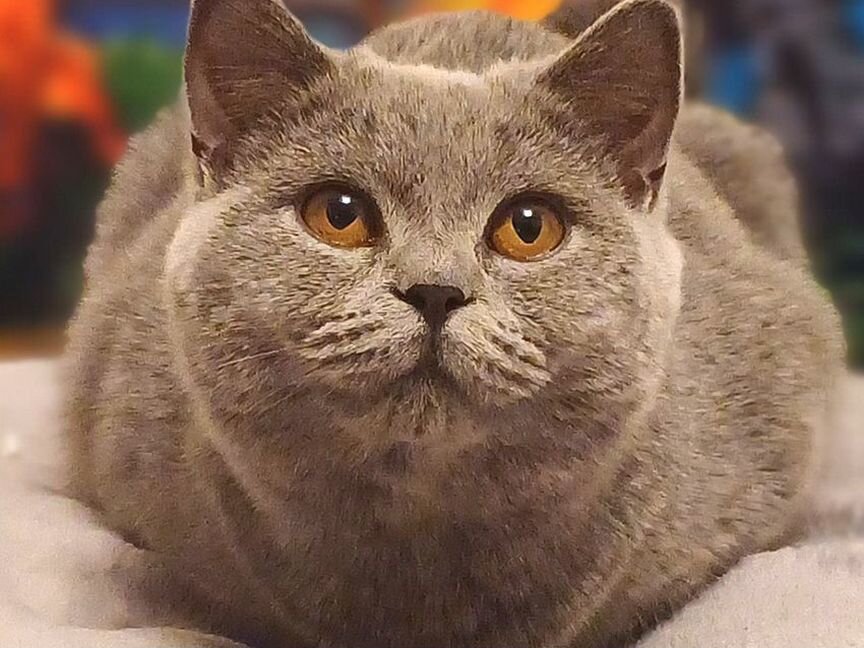 Британочка, не крупная, но ооочень ласковая