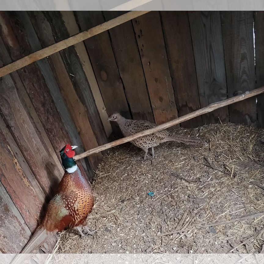 Продам пару охотничьего фазана. 2,500