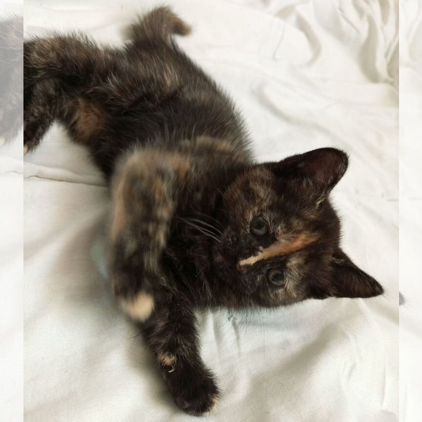 Британский короткошёрстный котёнок