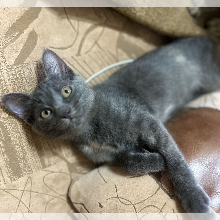 Котята в добрые руки бесплатно маленькие