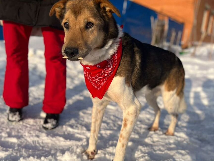 Собака Зита с клыками