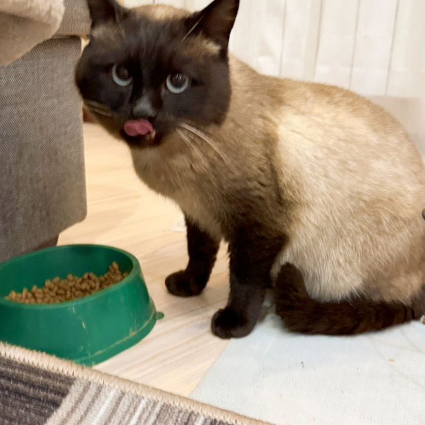 Сиамский Котик в добрые руки