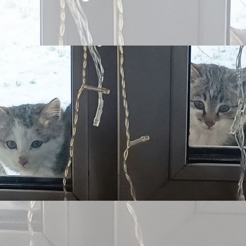 Котёнок в добрые руки