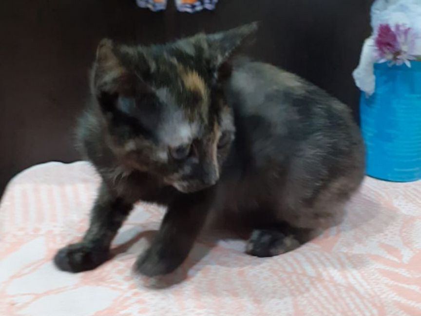 Котёнок Юта