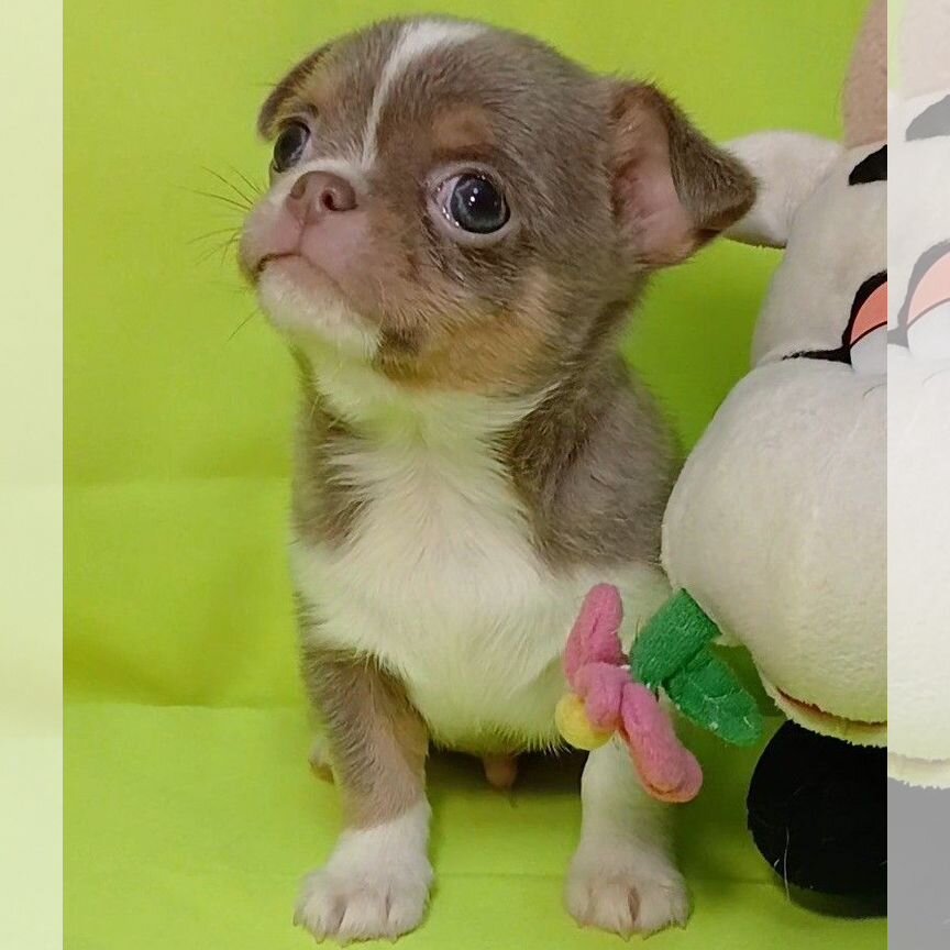 Чихуахуа, щенок