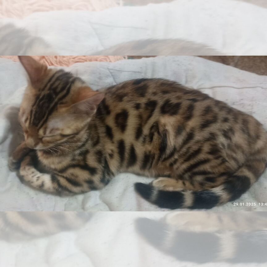 Бенгальская