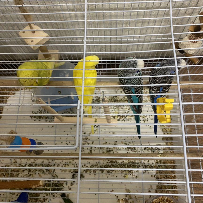 Попугаи 4 шт