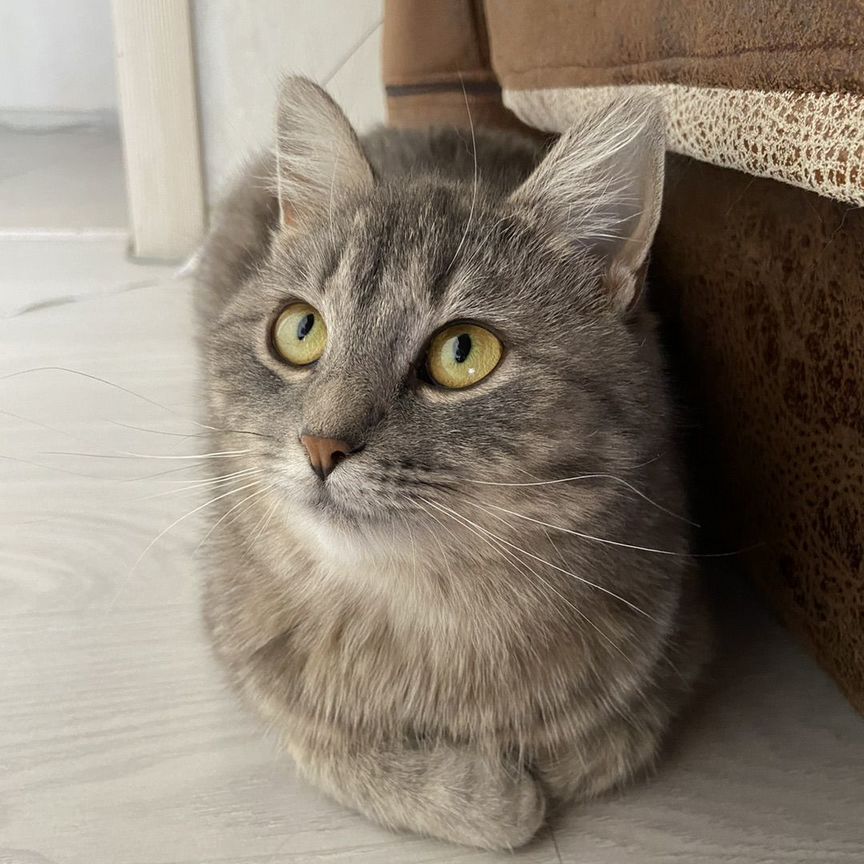 Кошки
