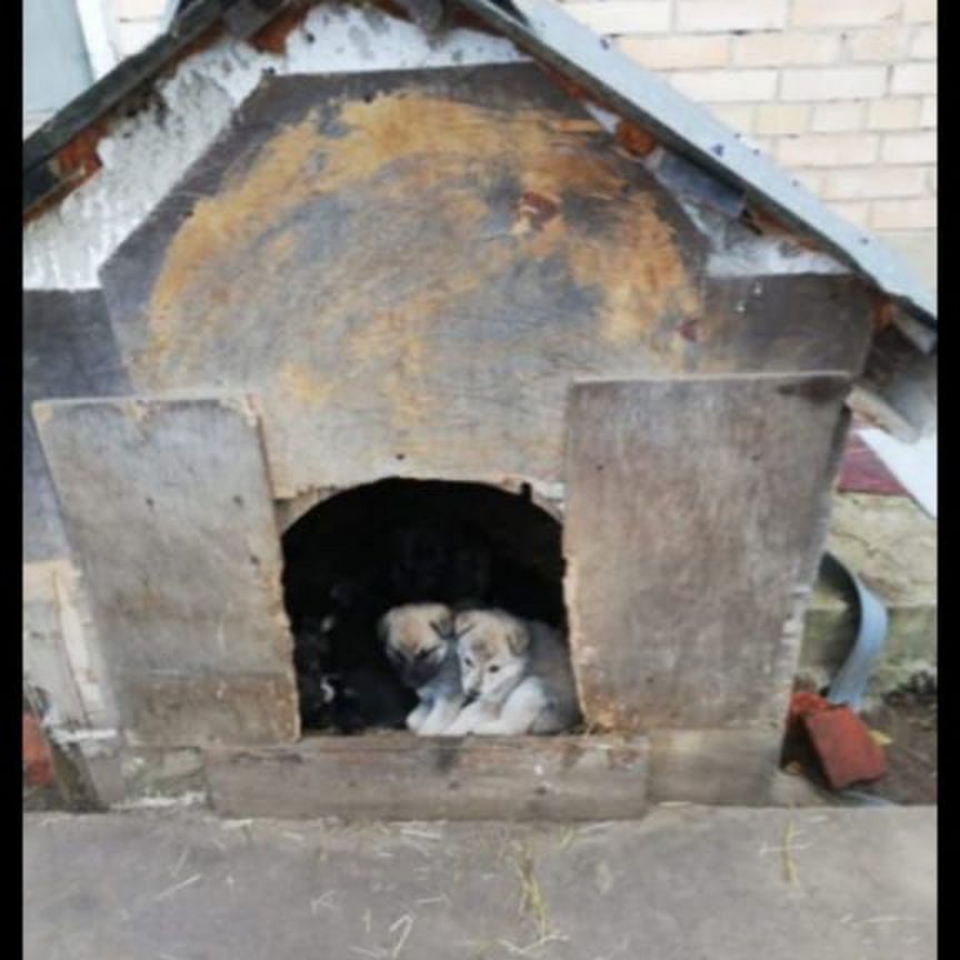 Щенки дворняги в добрые руки