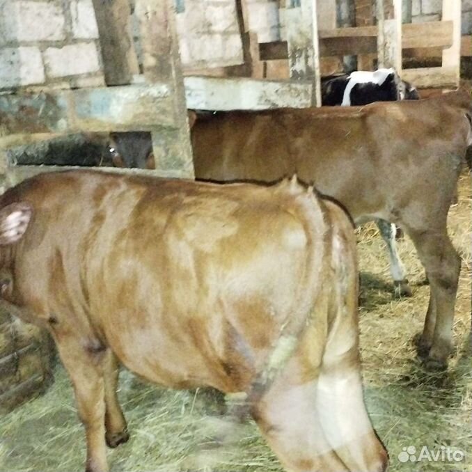 Телята телки