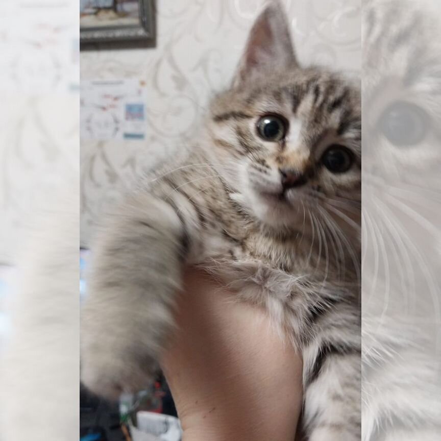 Добрый милый и няшный одноклассники в добрые руки