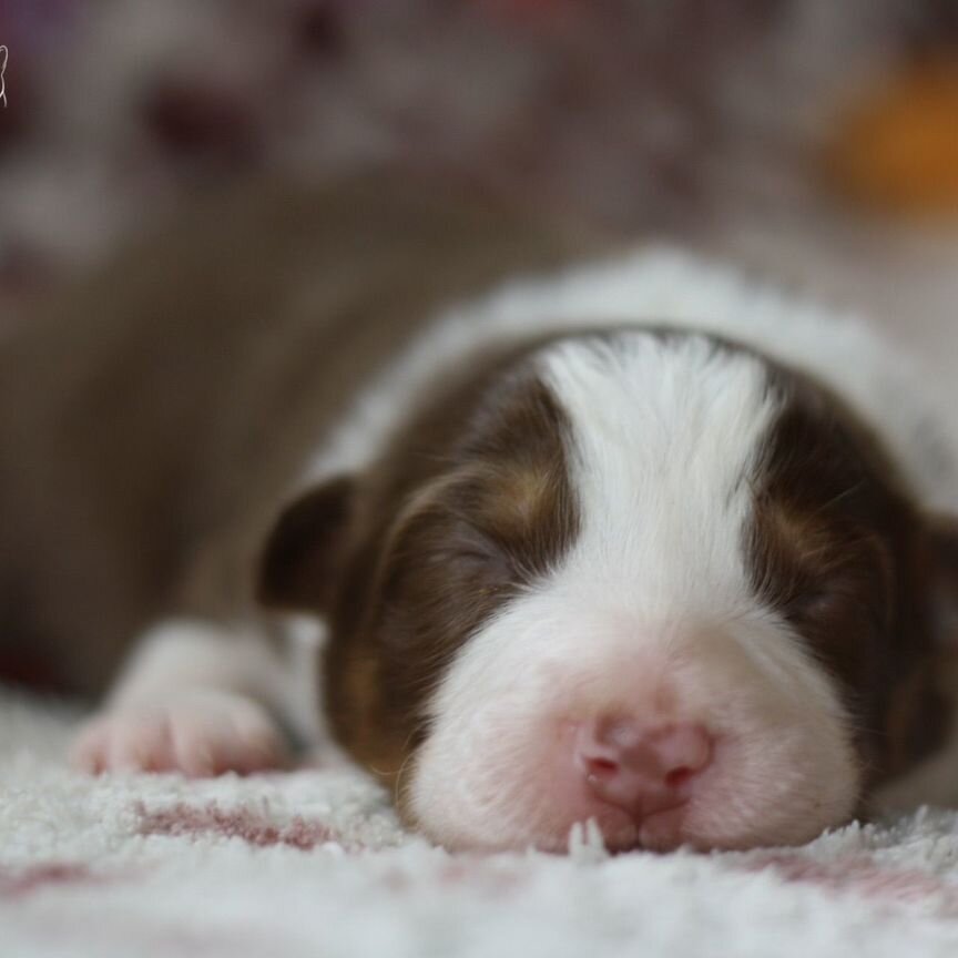 Щенки Австралийской Овчарки