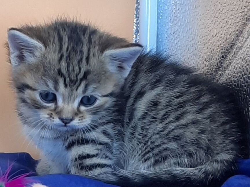 Манчкинмальчишка стандарт