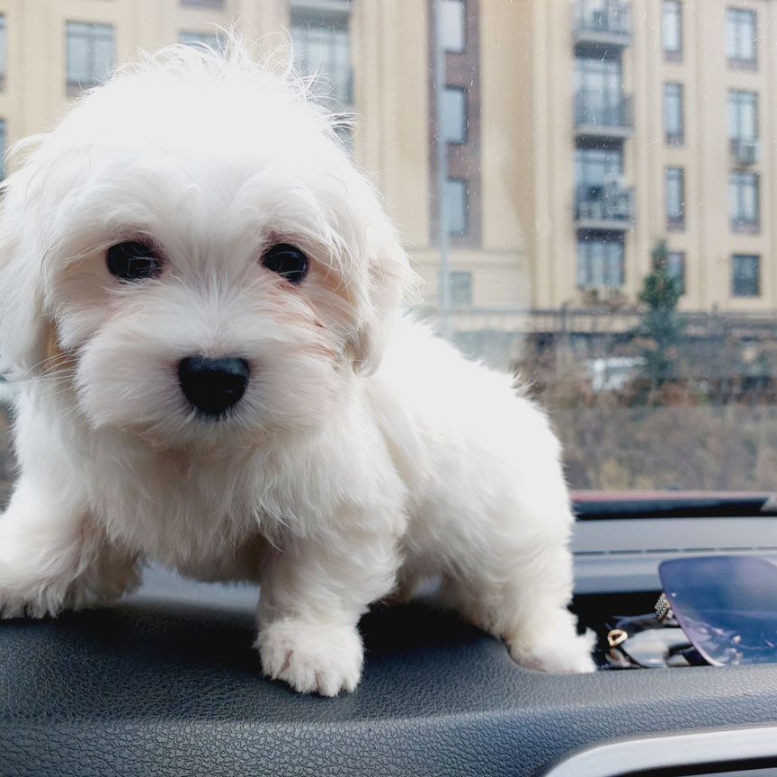 Мальчик мальтезе 2