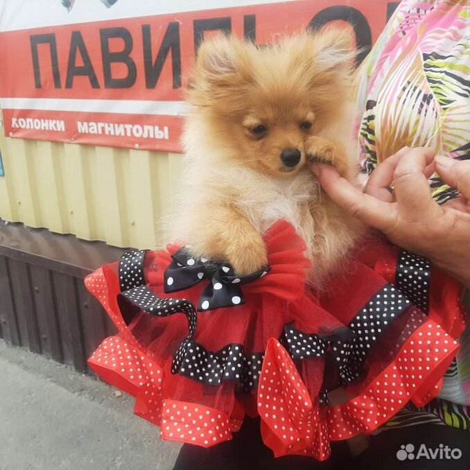 Красоточки девульки