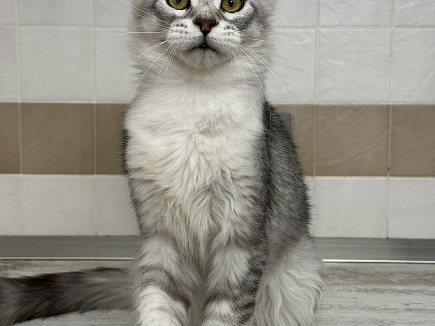 Мейн-кун девочка тикированая черная серебряная