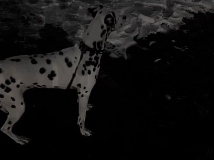 Далматинец