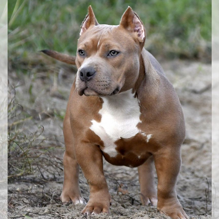 Американский булли покет девочка