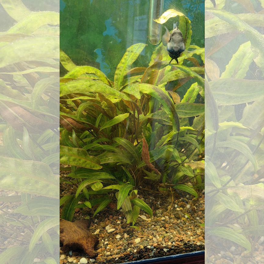 Аквариумные растения и рыбы