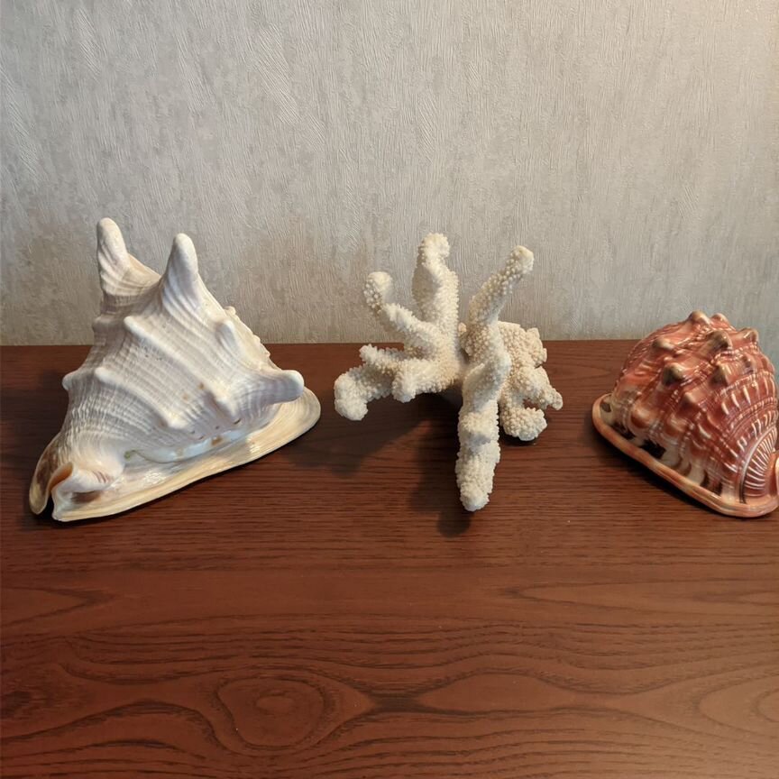 Морские ракушки раковины