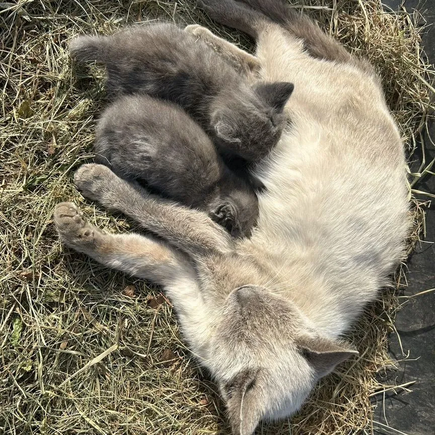 Котята