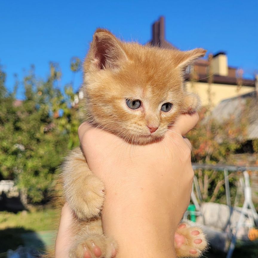 Рыженький котенок мальчик