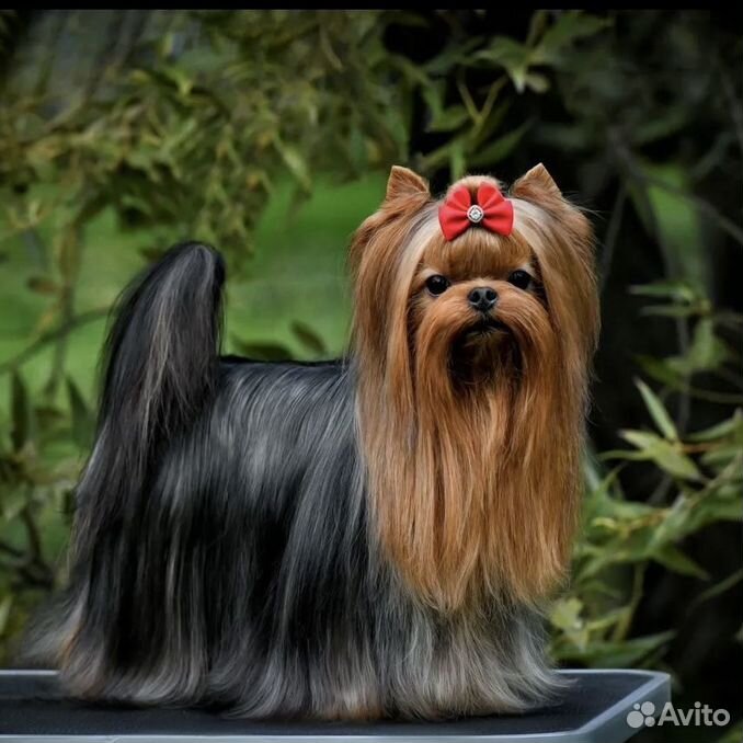 Продам щенка Йоркширский терьер