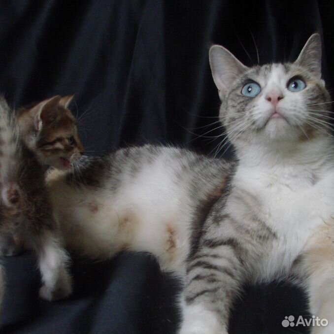 Алтайская голубоглазка ф1 с куном