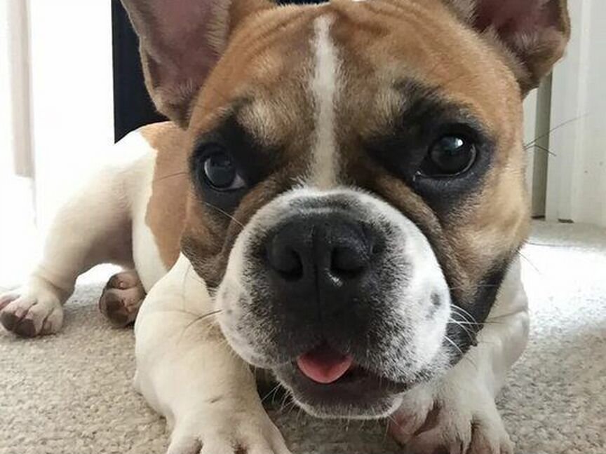 Продам щенка Француза