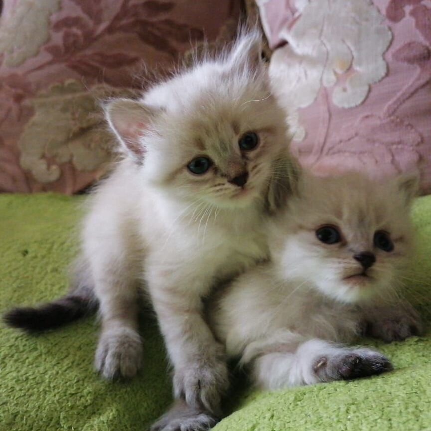 Невские маскарадные котята