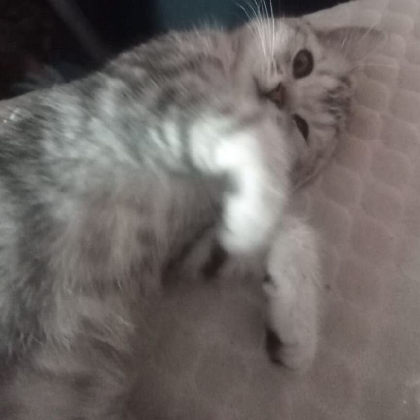 Котенок персидская шиншилла