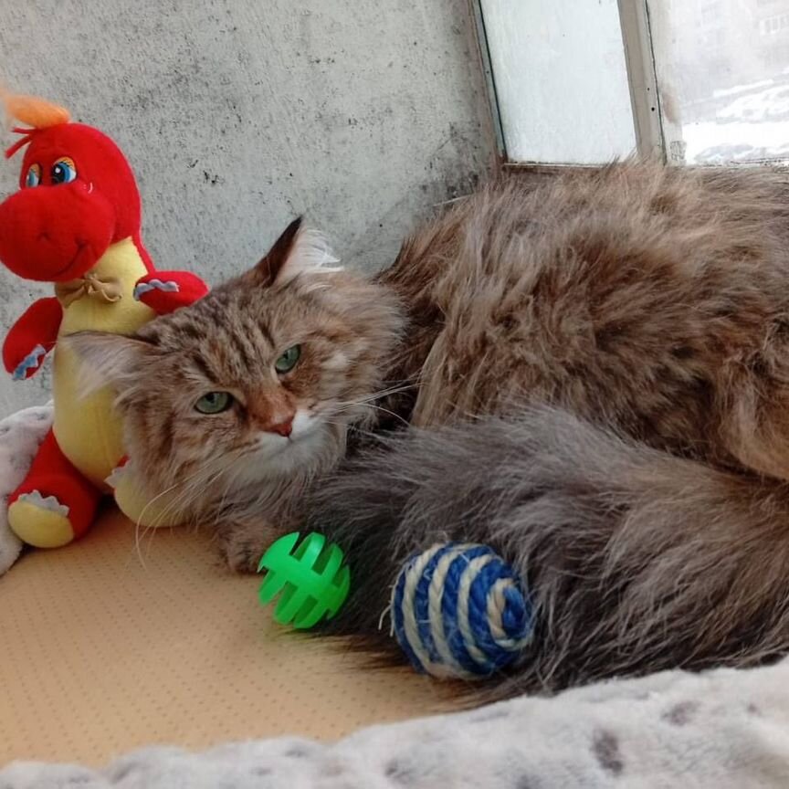 Кошка умница компаньон