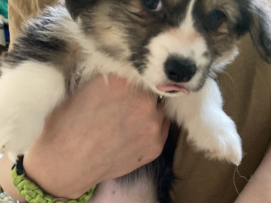 Вельш-корги пемброк