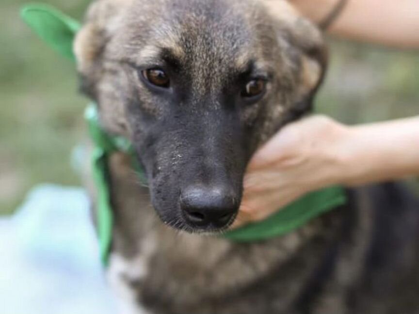 Девочка стерилизована 8 мес очень умная