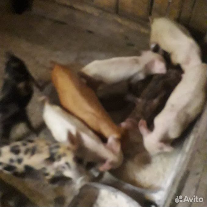 Паросята ландрас