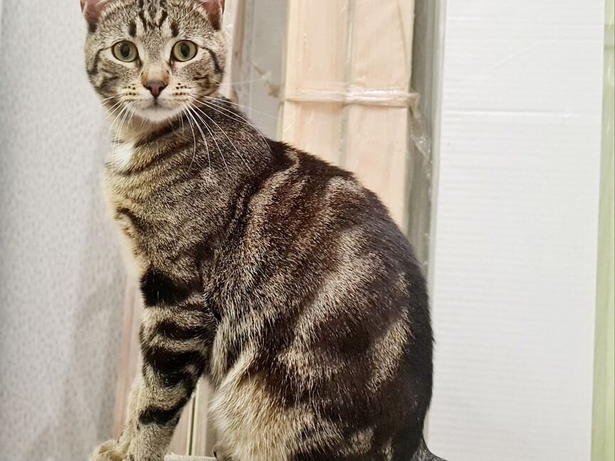 Котик в добрые руки