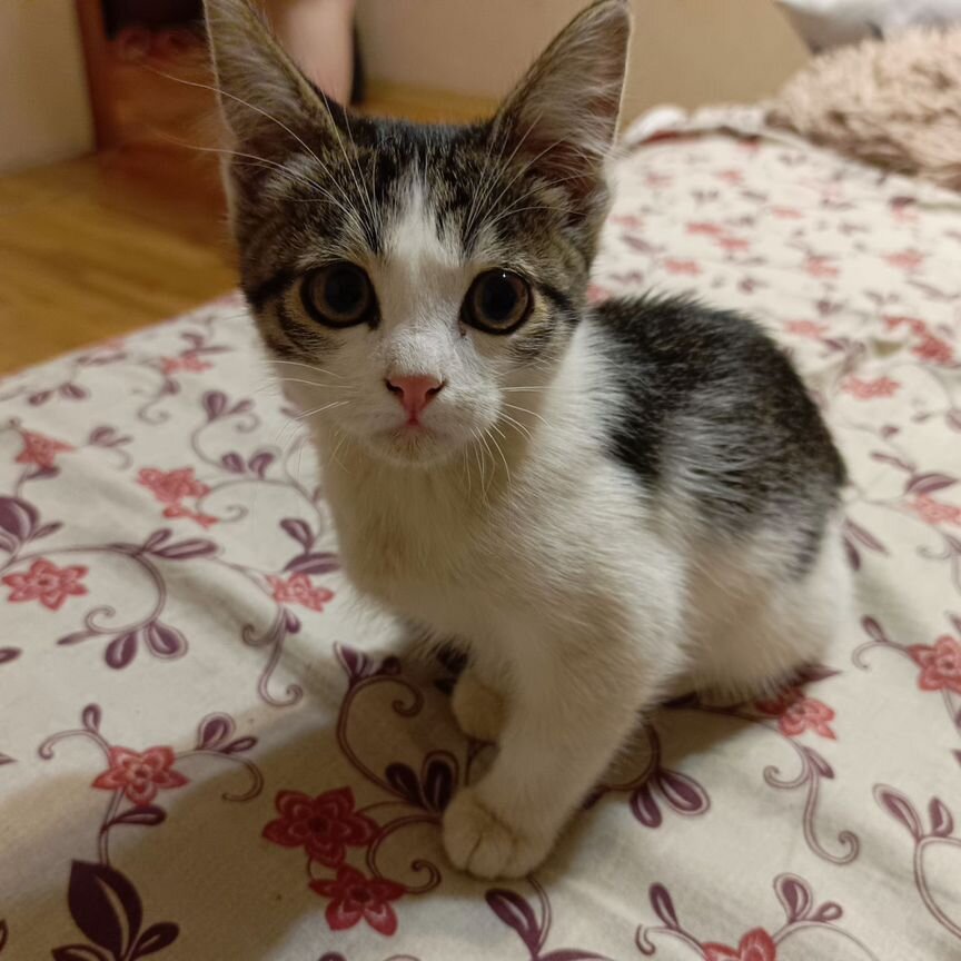 Котенок