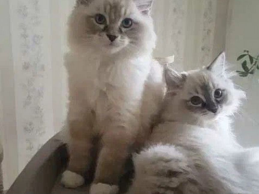 Котята регдолл