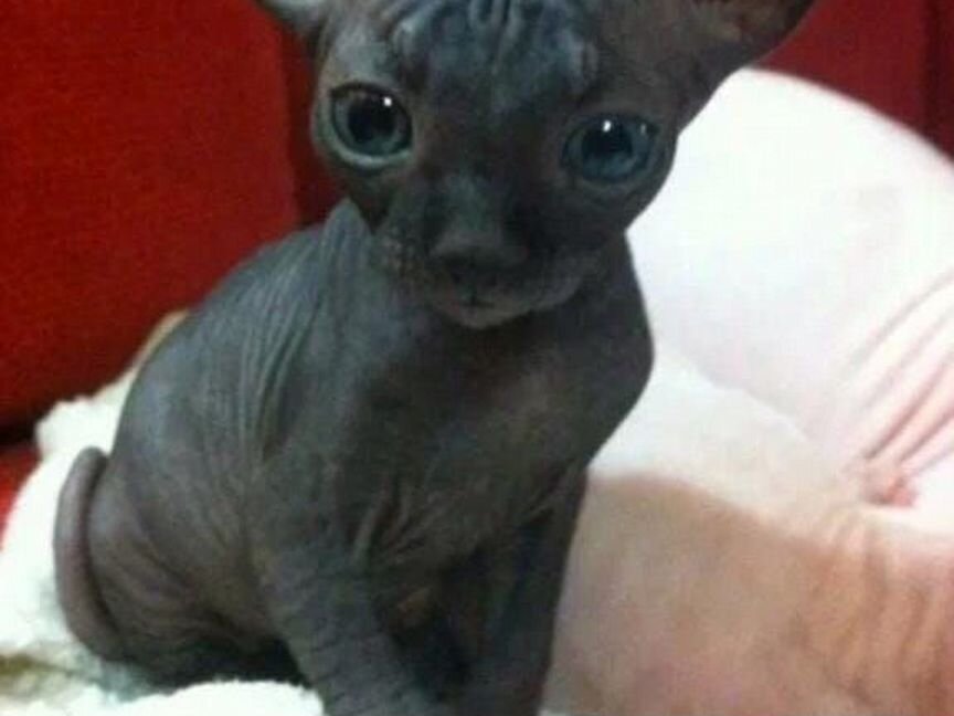 Канадский сфинкс котенок