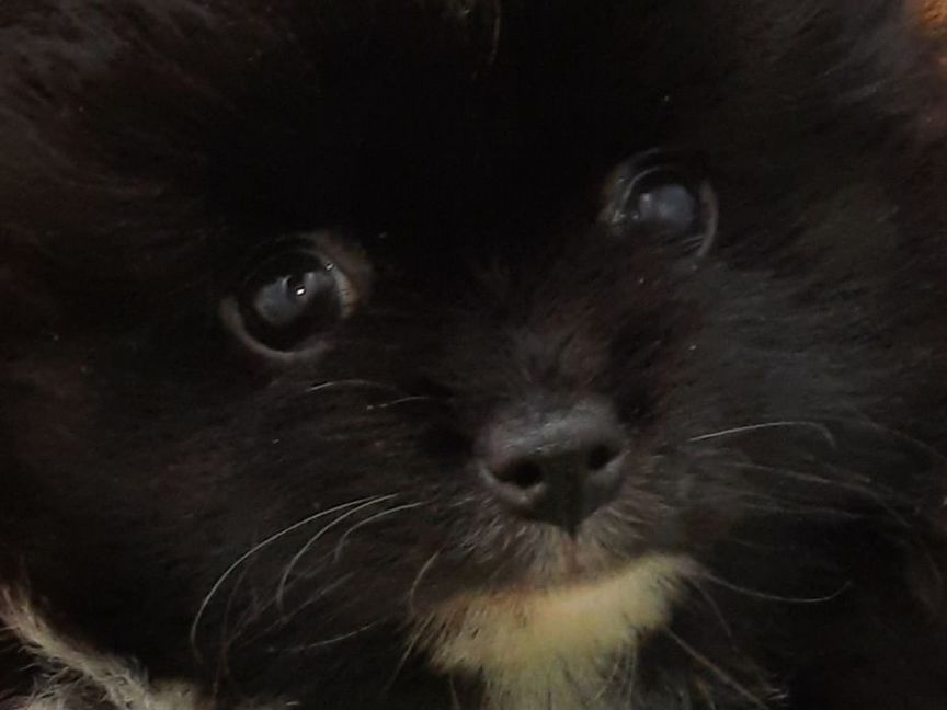 Супер шпицемальчуган