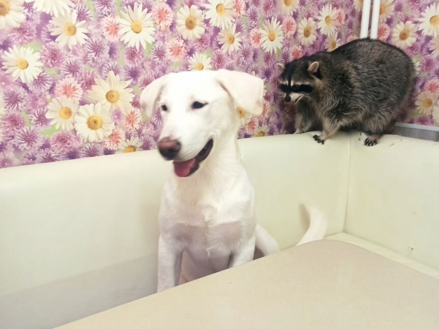 Щенок дружелюбный в дар