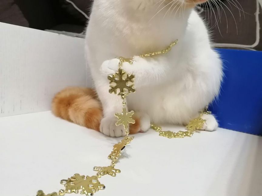 Котята мейкун