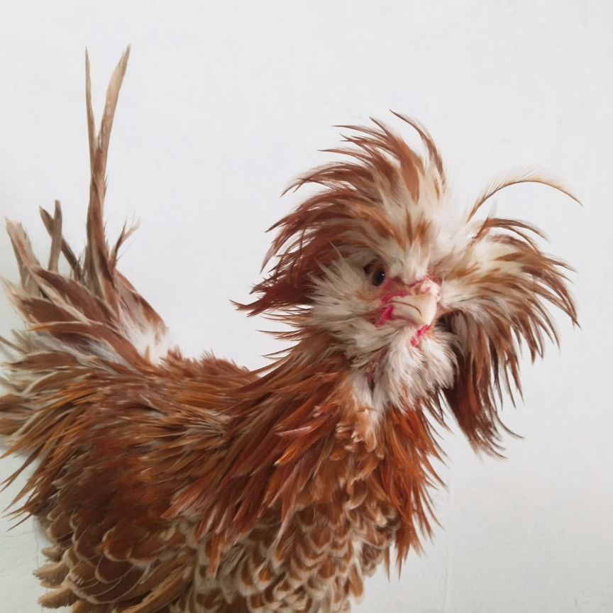 Продам петушков Падуанов