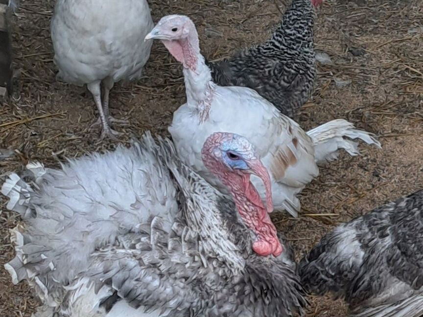 Индюки северокавказские