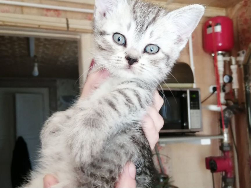 Британские котята