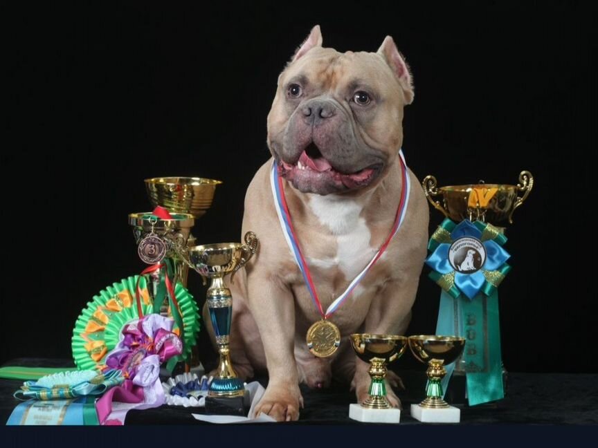 Американский булли покет вязка