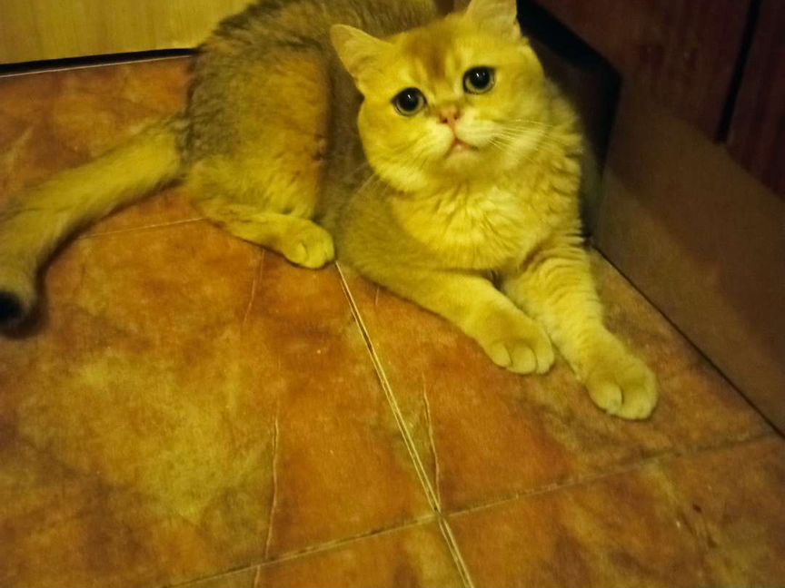 Кот для вязок