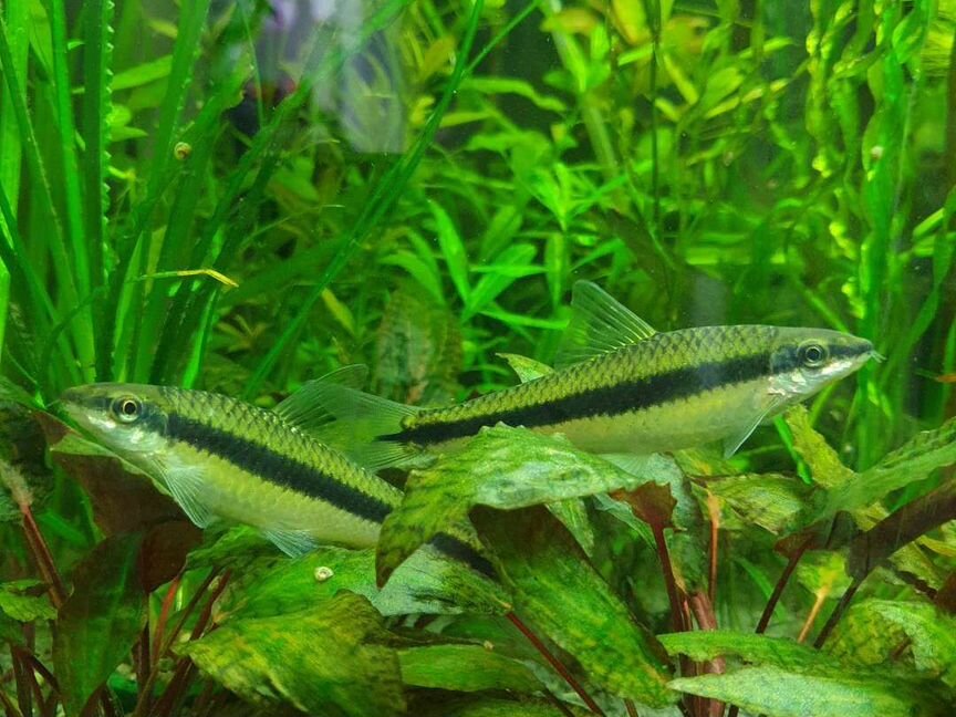 Аквариумные рыбки